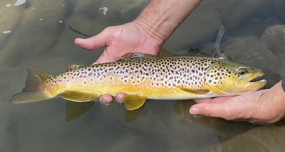 cutthroat-trout | Mike and Rick Outdoors