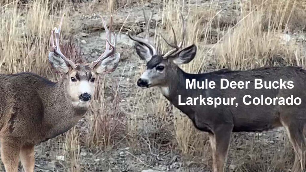 Mule Deer Buck 2 | Mike and Rick Outdoors
